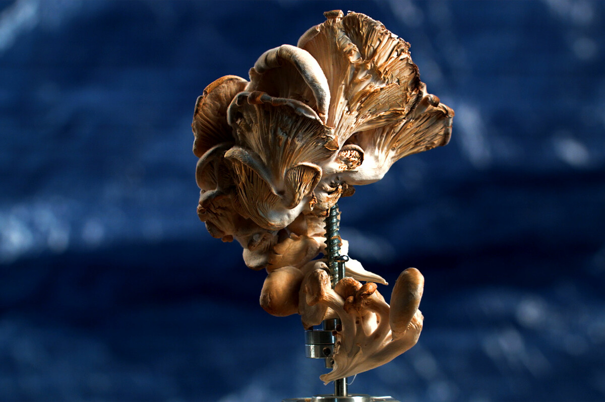 Two Or-three-saprophytes-lightbox | Blackwood Gallery